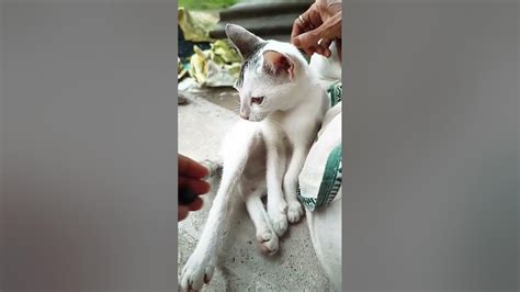 Cute 🥰 Pushi Youtube