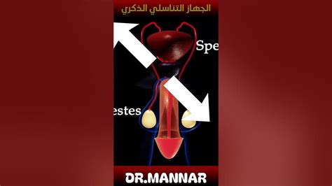 الجهاز التناسلي الذكري فيديو تعليمي Education Viral نصائح Youtube