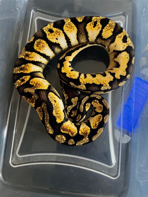 Pastel Calico Ball Python By Lanham Pythons Morphmarket