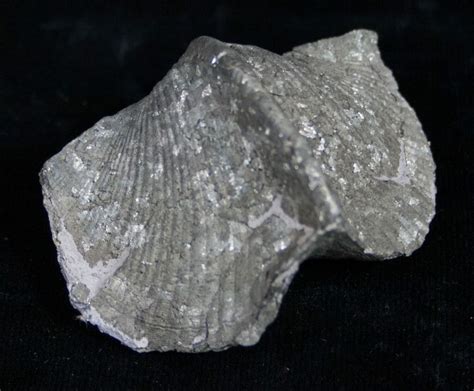 Large Pyrite Replaced Brachiopod Silica Shale 8802 For Sale