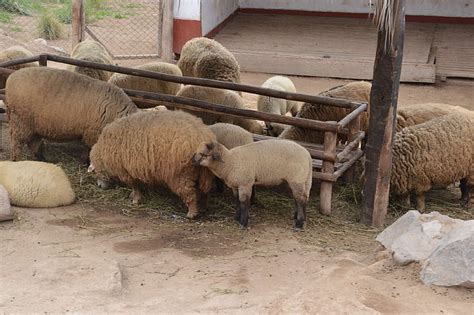 Domba Domba Wallpaper Hd Wallpaperbetter