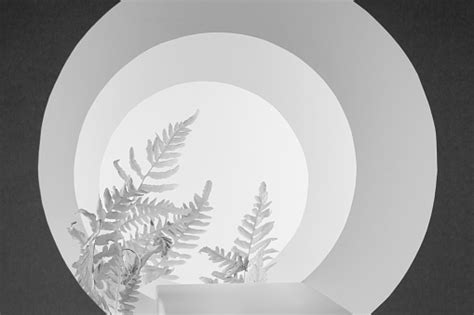 연단 흰색 고사리 잎 원형 프레임 아치 빛 프리젠 테이션 제품 광고 디자인 클로즈업을위한 꽃 스타일의 무대 템플릿으로 흰색