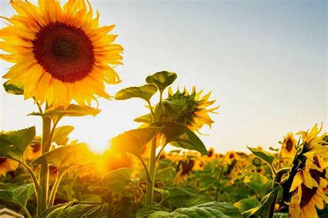 مزارع آفتاب گردان در شهرستان کوهرنگ