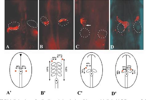 Otic Placode Semantic Scholar