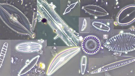 Microscopic Diatoms