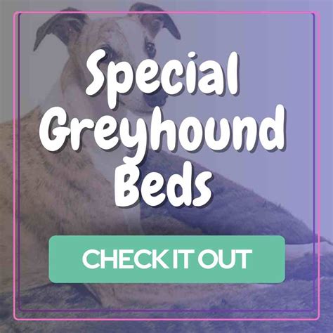 How Fast Can A Whippet Run Very Fast