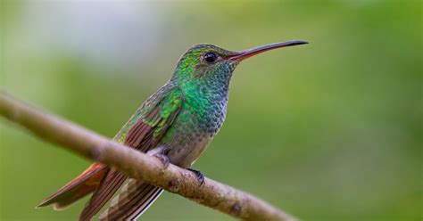 Do Birds Hibernate Surprising Answer Birdfact