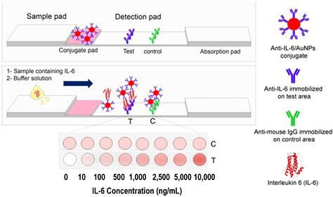 Colorimetric Paper Based Sensors Against Cancer Biomarkers