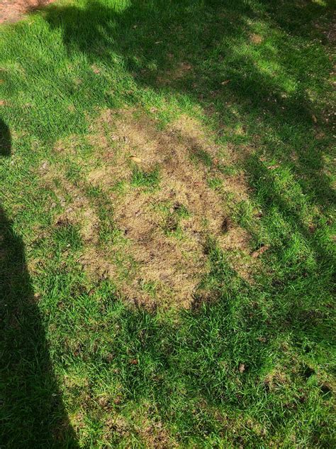 I Think This Is Ringworm Based Off Some Of The Dead Patches Ide Seen Some Other Patches Make Me