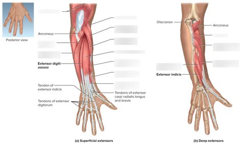 Extensor Muscles Of The Forearm Diagram Quizlet