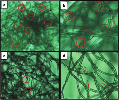 The Optical Micrographs Of α Cellulose A 400x B 1000x And Download Scientific Diagram