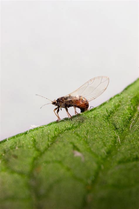 Potato Psyllid Center For Invasive Species Research