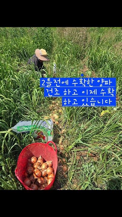 친환경햇양파 양파건조양파수확하는방법 Youtube
