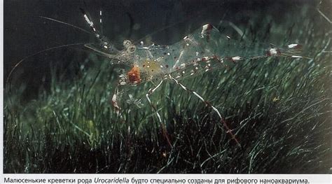 Креветки рода Stenopus (семейство Stenopodidae) (Рыбки: Морские ...