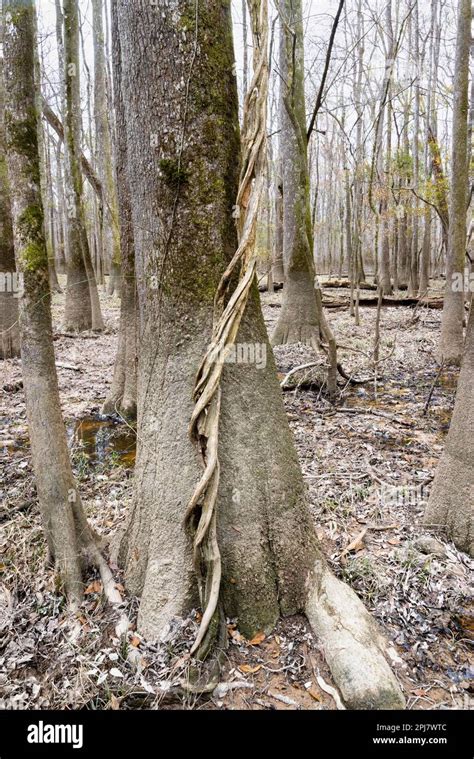 An Old Vine Twisting Up A Large Tree Trunk Along The Boardwalk Trail Congaree National Park