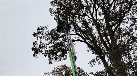 Seasonal Tree Care Guide Archives Oregon Arborist