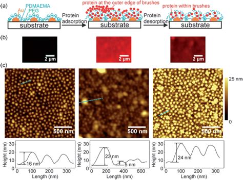 Mixed Polymer Brushes For Controlled Protein Adsorption State Of The Art And Future Prospective