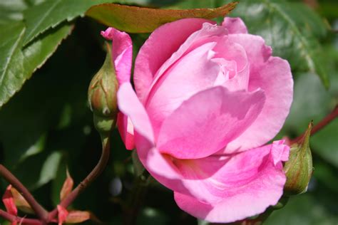 Why Im Glad To Have Mortimer Sackler In My Lewes Garden Wolfie Wolfgang