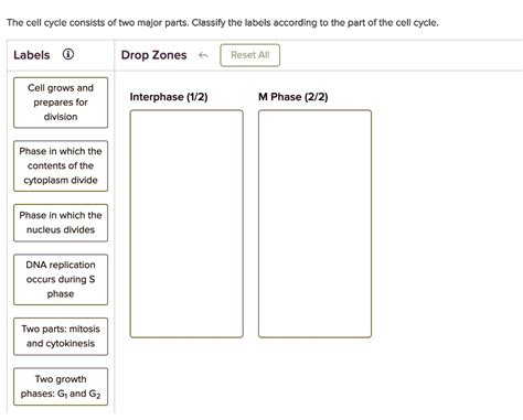 SOLVED The Cell Cycle Consists Of Two Major Parts Classify The Labels According To The Part Of