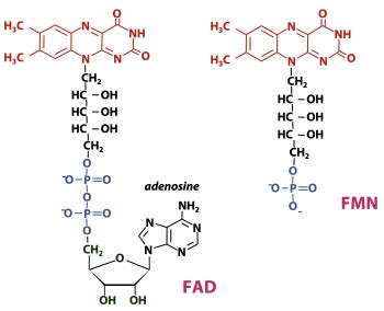 Adenosine Containing Cofactors Bioc 2580 Introduction To Biochemistry