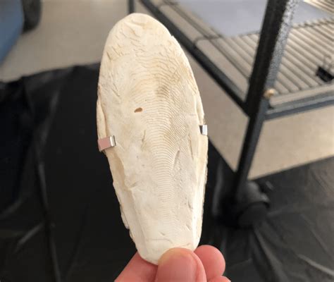 How Cuttlebones Are Beneficial For Parakeets And Tiels