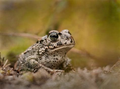 Natterjack Toad Amphibia Facts Information And Pictures