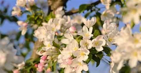 Почти не требуют ухода эксперт назвала топ 10 неприхотливых растений для российской дачи