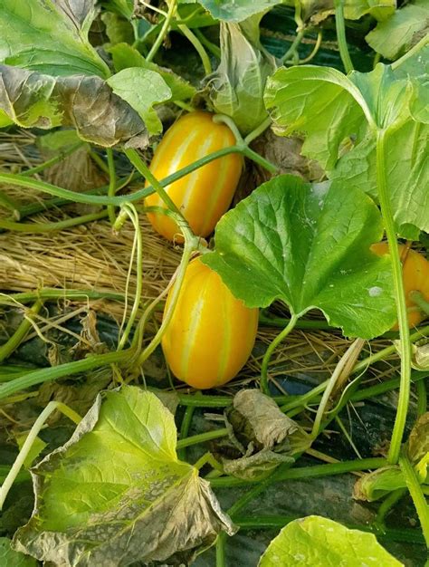 Korean Sweet Melon 1 Piece Umall Australias Largest Online Asian Supermarket