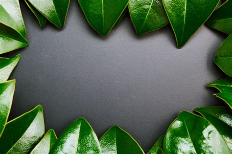 녹색 잎의 테두리와 중간에 텍스트를 위한 공간이 있는 검은색 배경 0명에 대한 스톡 사진 및 기타 이미지 0명 개념 검은색 Istock