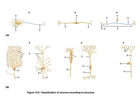 Classification Of Neurons According To Structure Diagram Quizlet
