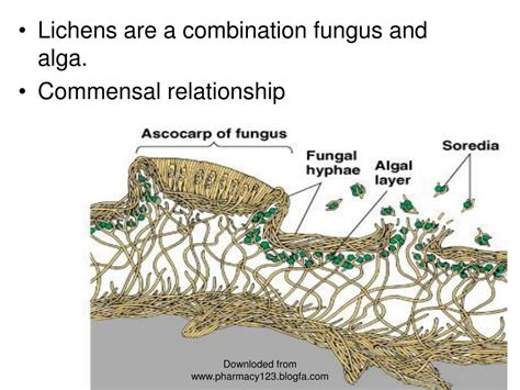 Ppt Fungi Powerpoint Presentation Free Download Id1760587