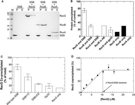 Recg Interacts With The C Terminus Of Ssb Protein A A