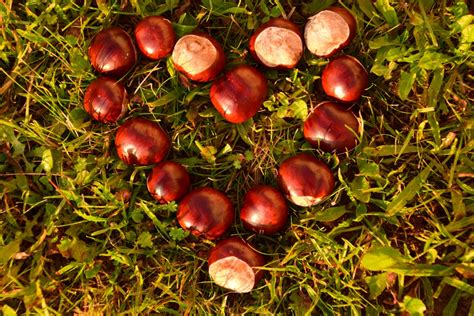 무료 이미지 자연 분기 과일 잎 심장 식품 생기게 하다 가을 플로라 아름다운 빛나는 인사말 카드 밤나무 장미 엉덩이 매크로 사진 말 밤 밤