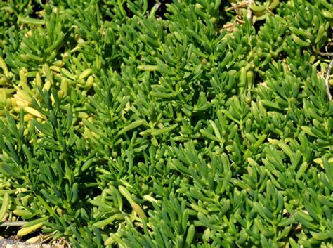 Batis Plant Alchetron The Free Social Encyclopedia