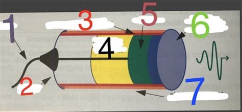 Unit 8 Transducer Anatomy Unit 8 Transducer Anatomy Flashcards Quizlet
