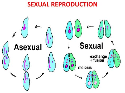 LIFE SCIENCE TH GRADE Ppt Download