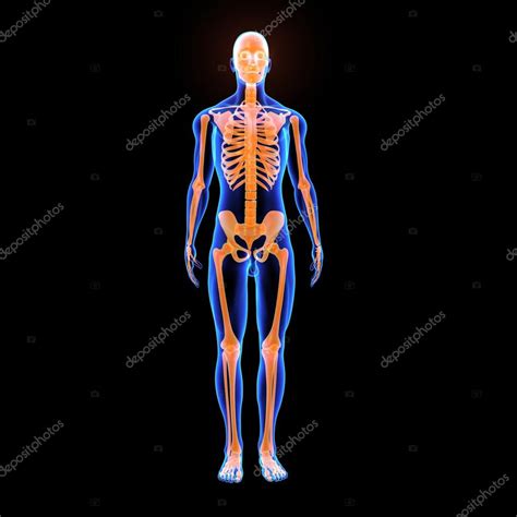 Человеческий скелет анатомия человека стоковое фото ©sciencepics 77468118