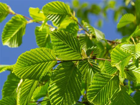 Indonesian Waqf Authority And Undp Launch Green Waqf Framework