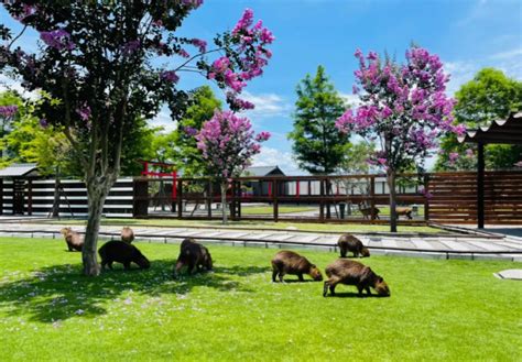 이란 일일 투어 자동차로 10시간자동차 1대와 가이드 1인 맞춤 란양 박물관 장메이 할머니 농장 두두당 숲 타이베이신베이 출발 Kkday