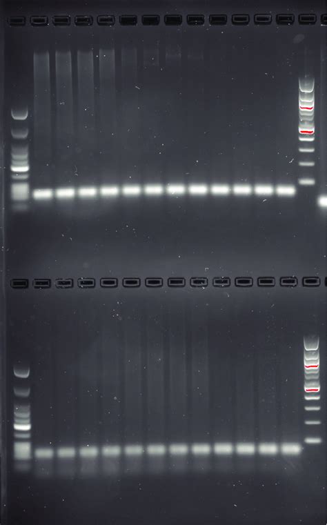 How To Find Primer Annealing Temperature At Samantha Brabyn Blog