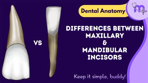 Differences Between Maxillary And Mandibular Incisors Dental Anatomy Animated Explanation
