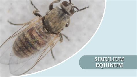 20 Types Of Black Fly Identification With Picture