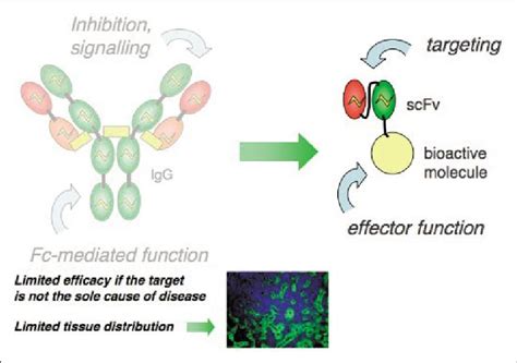 Schematic Representation Of Different Uses Of Antibody Molecules For