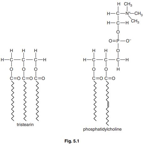 A Level Biology Carbohydrates And Lipids Exam Style Question Paper