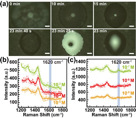 Sers Characterizations Of The Silicon Hierarchical Nanostructure Download Scientific Diagram