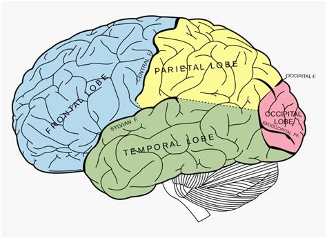 Lobes Of The Brain Unlabeled Hd Png Download Kindpng
