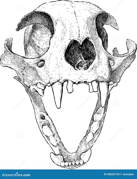Cat Skull Illustration