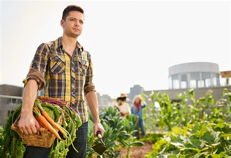 옥상 온실 정원에서 신선한 채소를 수확하고 수확 시즌을 계획하는 친절한 팀 농부에 대한 스톡 사진 및 기타 이미지 농부 들 20 29세 Istock