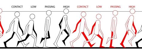 Walk Cycle