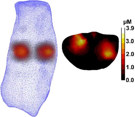 Figure 4 From High Performance Image Reconstruction In Fluorescence Tomography On Desktop